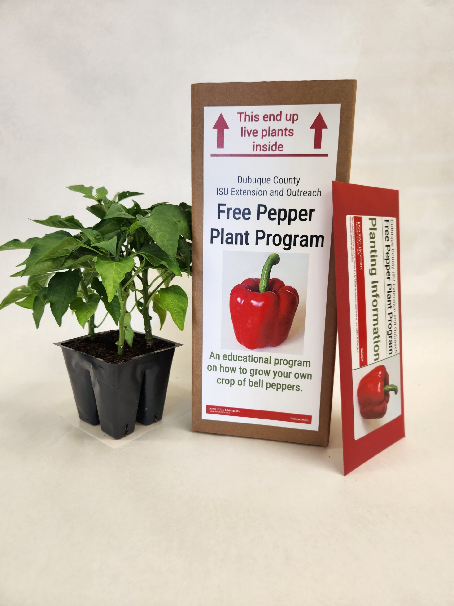 Pepper-Plant-Program - Carnegie-Stout Public Library